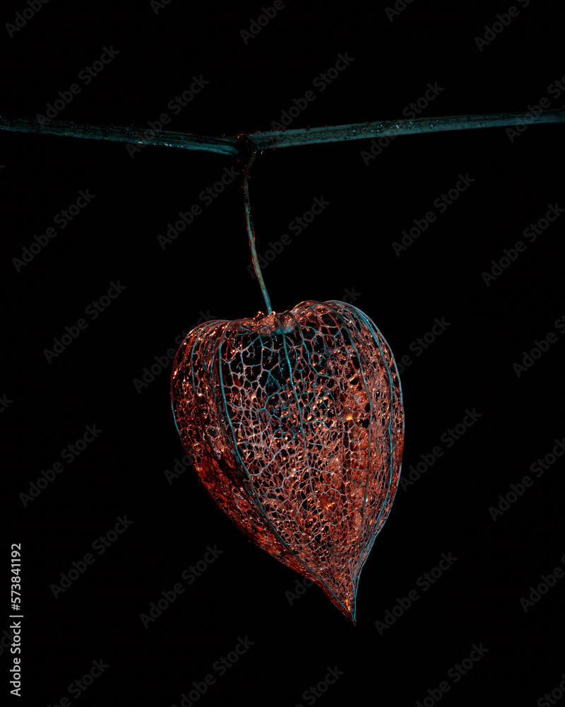 Alkekengi officinarum, the bladder cherry, Chinese lantern, Japanese ...
