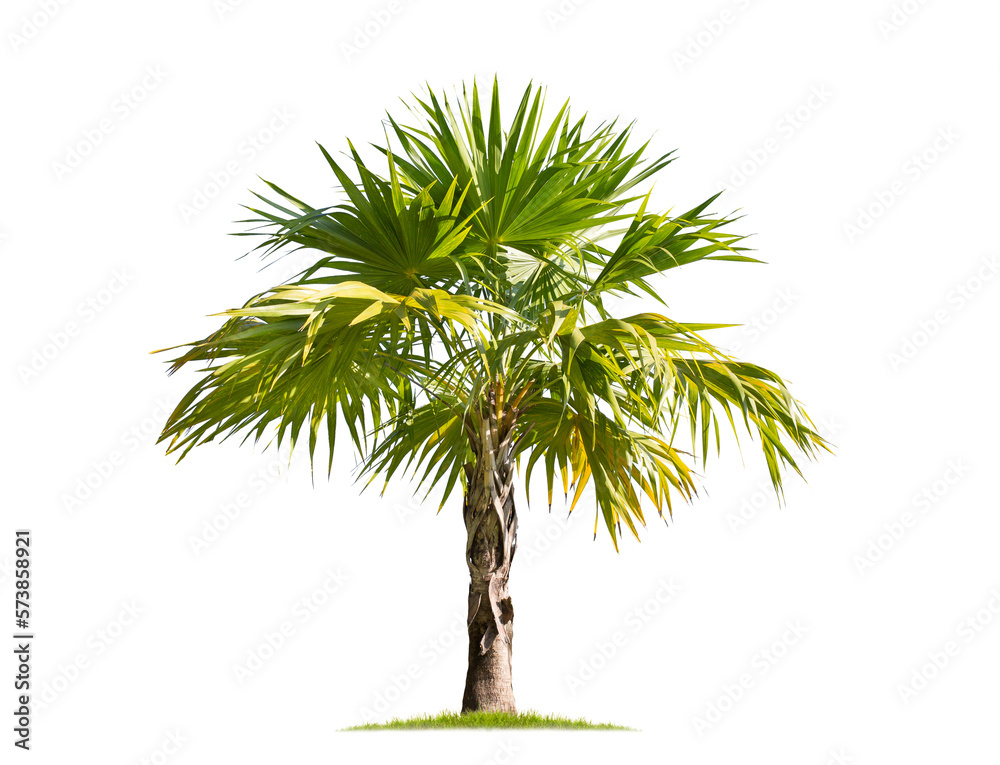 Green palm tree isolated on transparent background with clipping path ...
