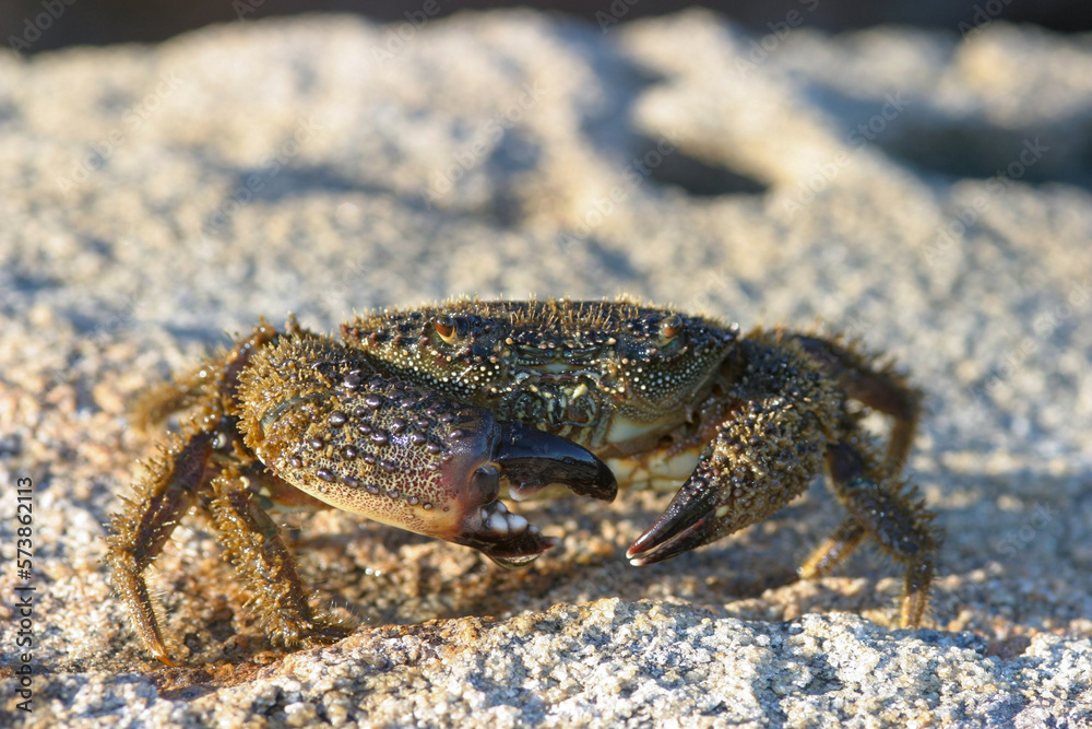 Eriphia verrucosa, communément appelé Crabe verruqueux, Crabe jaune ...