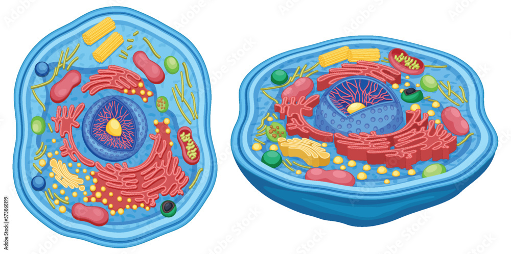 Animal Cell Anatomy Diagram Structure Stock Vector | Adobe Stock