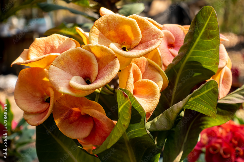 Euphorbia milii, the crown of thorns, Christ plant, or Christ thorn, is ...