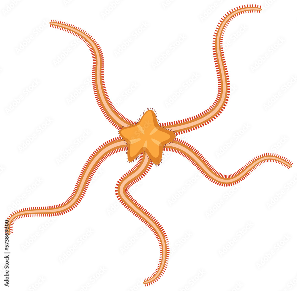 Basket Star Drawing