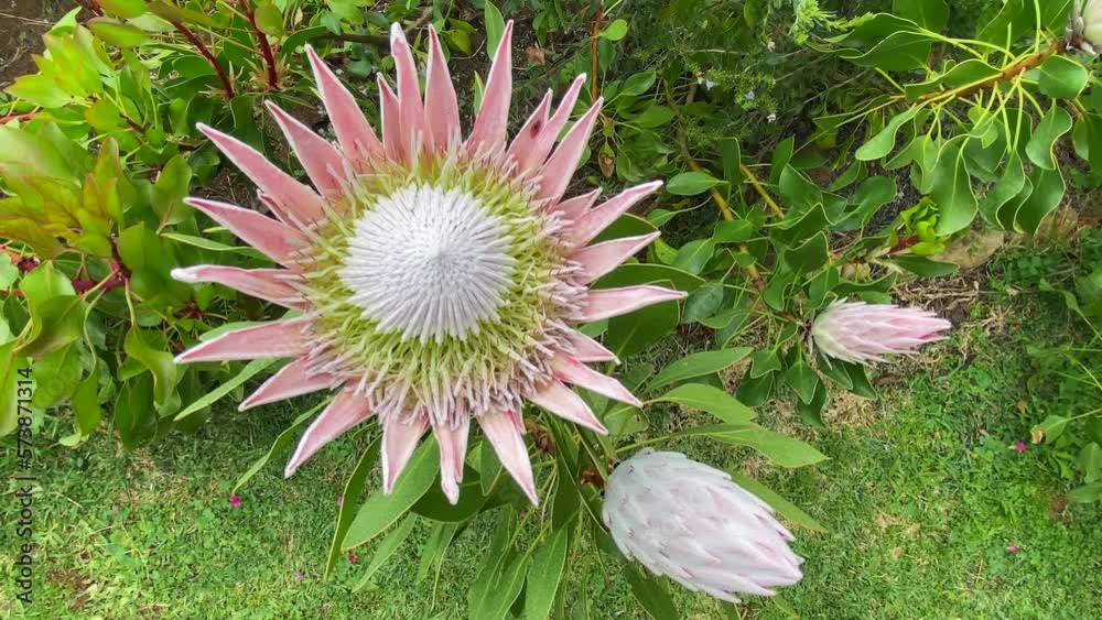Detail of King Protea flower, South Africa. It is the National Flower ...