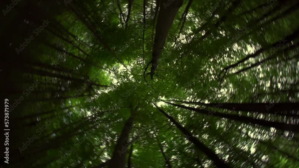 Bizarre fast spinning forest canopy background with eerie trees Stock ...