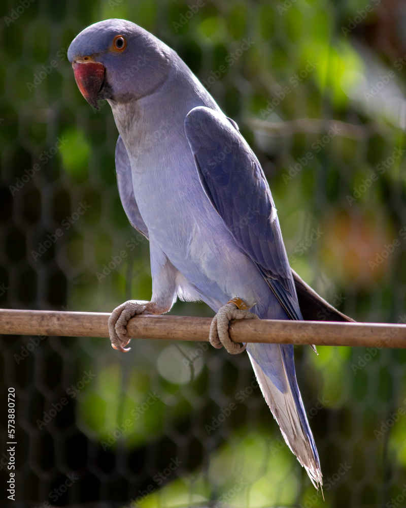 Grey Indian Ringneck