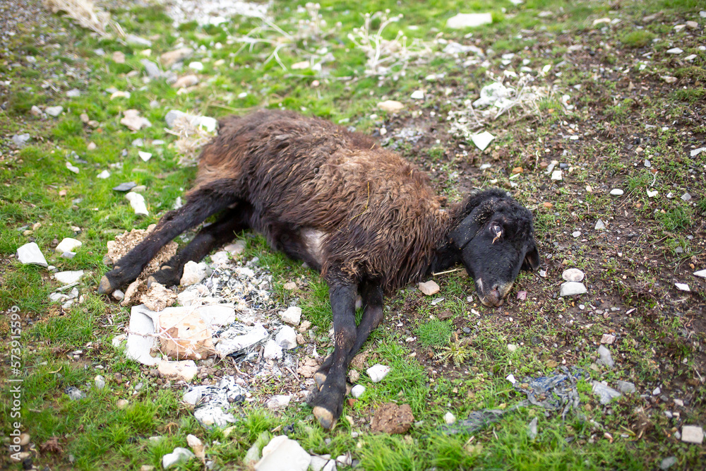 The loss of cattle. A dead rotting sheep lies in the meadow. Pestilence in agriculture. Epidemic ...