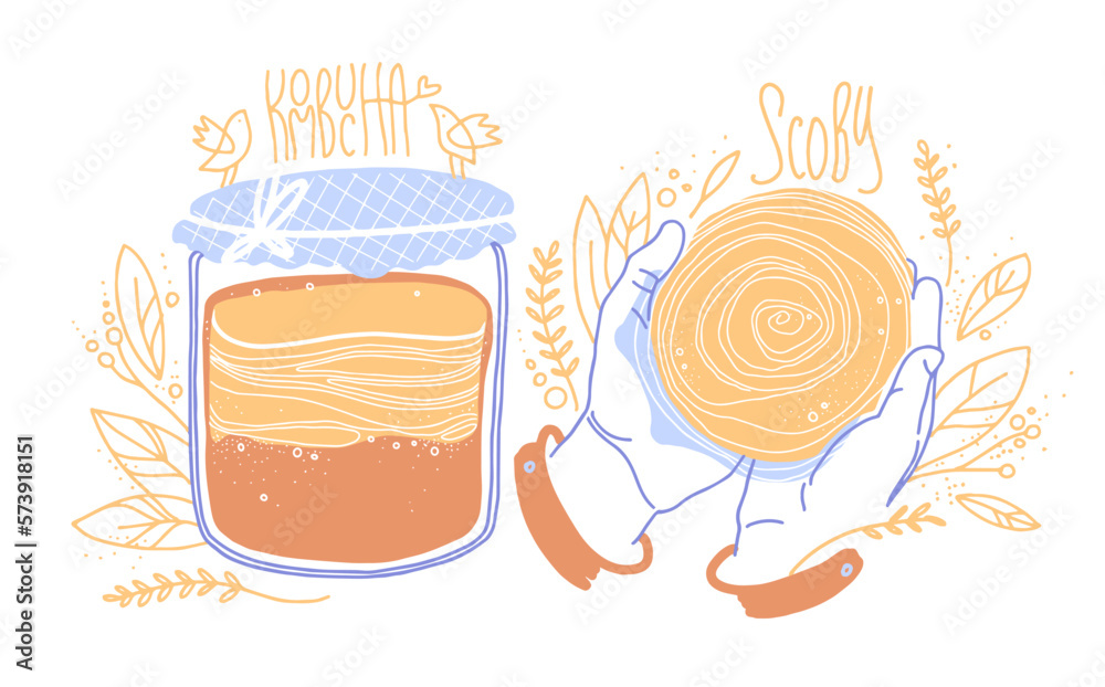 Kombucha fermented probiotic homemade tea. Scoby in human hands ...