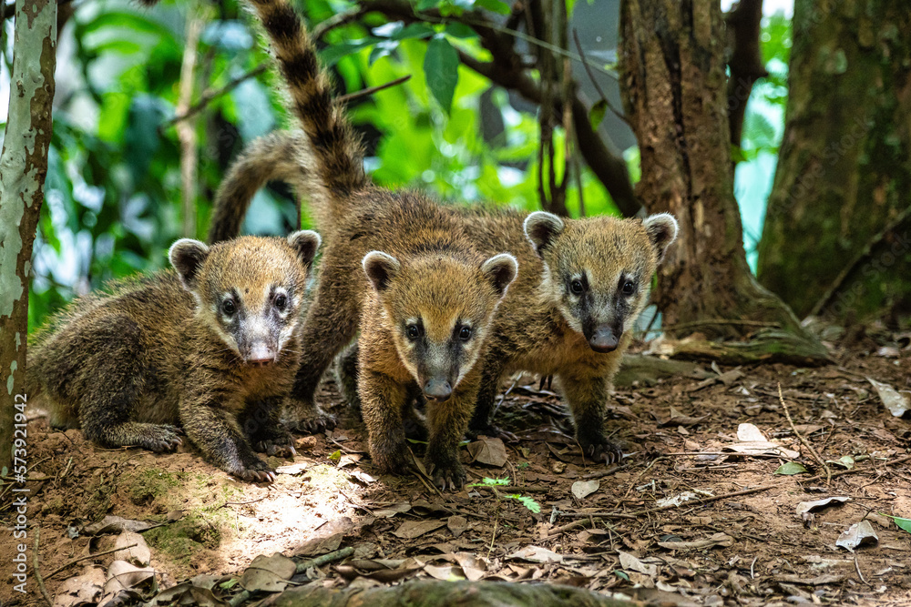 South American Coati, Ring-tailed Coati, Nasua nasua at Iguazu Falls ...