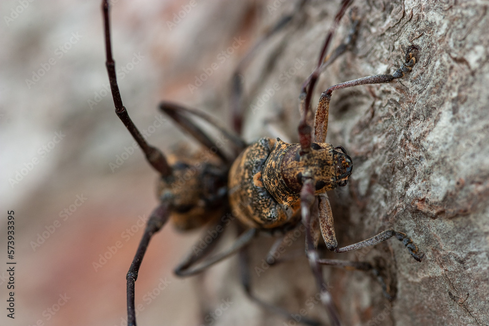 Foto de Accouplement de monochames - Monochamus galloprovincialis une ...