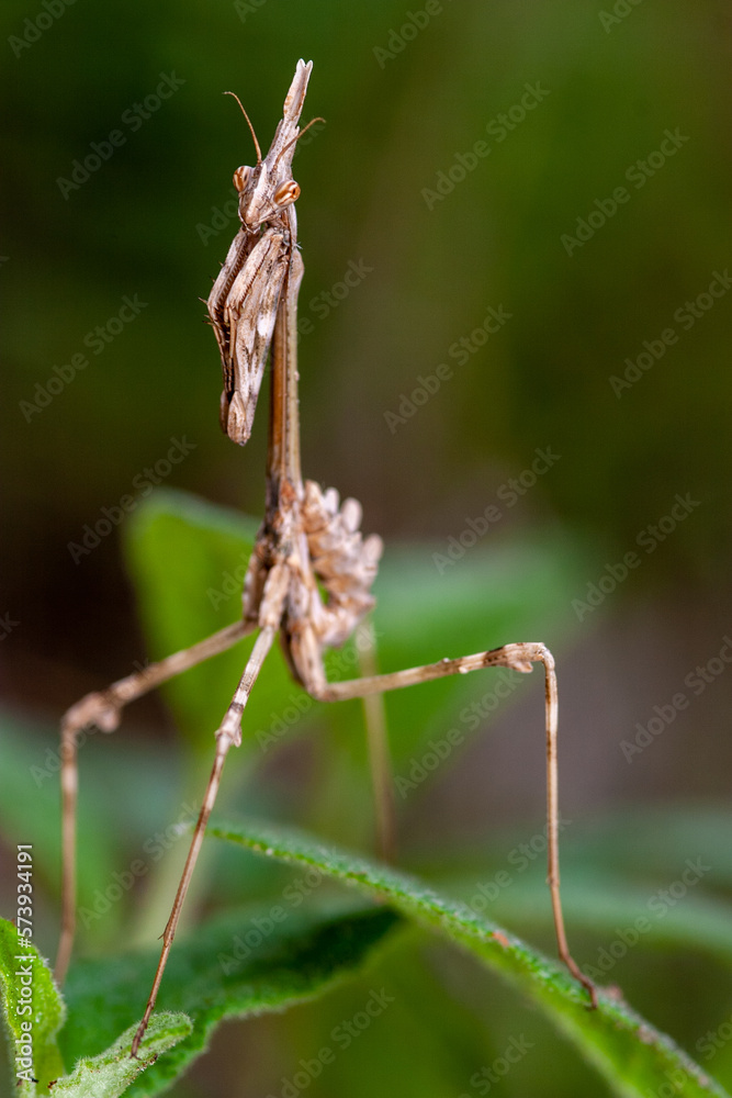 Larve d'empuse pennée ou diablotin - Empusa pennata Stock Photo | Adobe ...