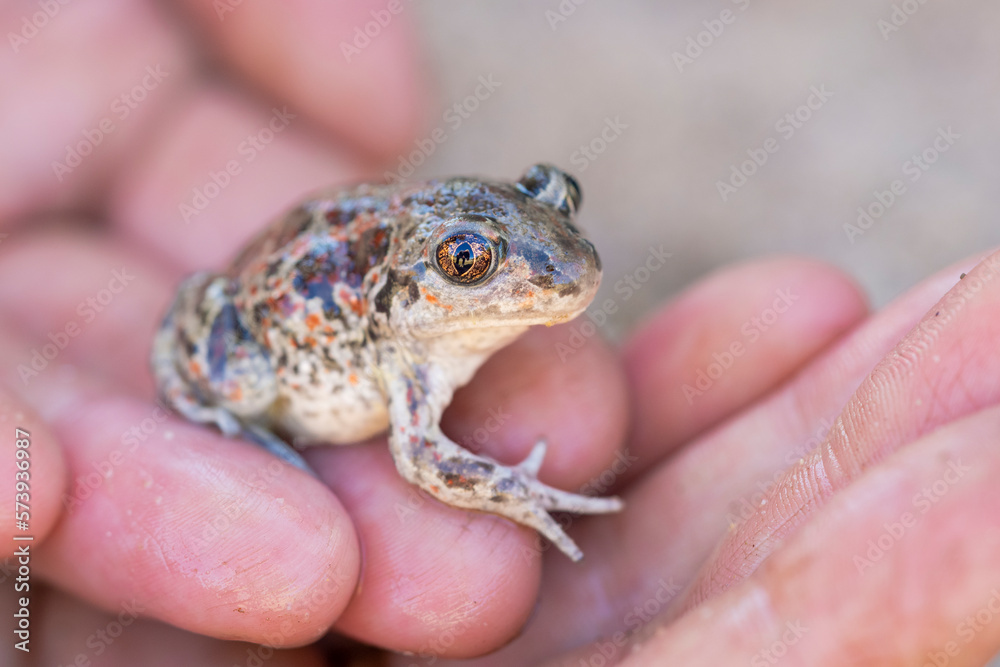 Captive bred toad being reintroduced in the wild Stock Photo | Adobe Stock
