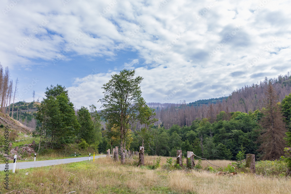 Dying spruce trees as result climate change and bark beetles in Brocken ...