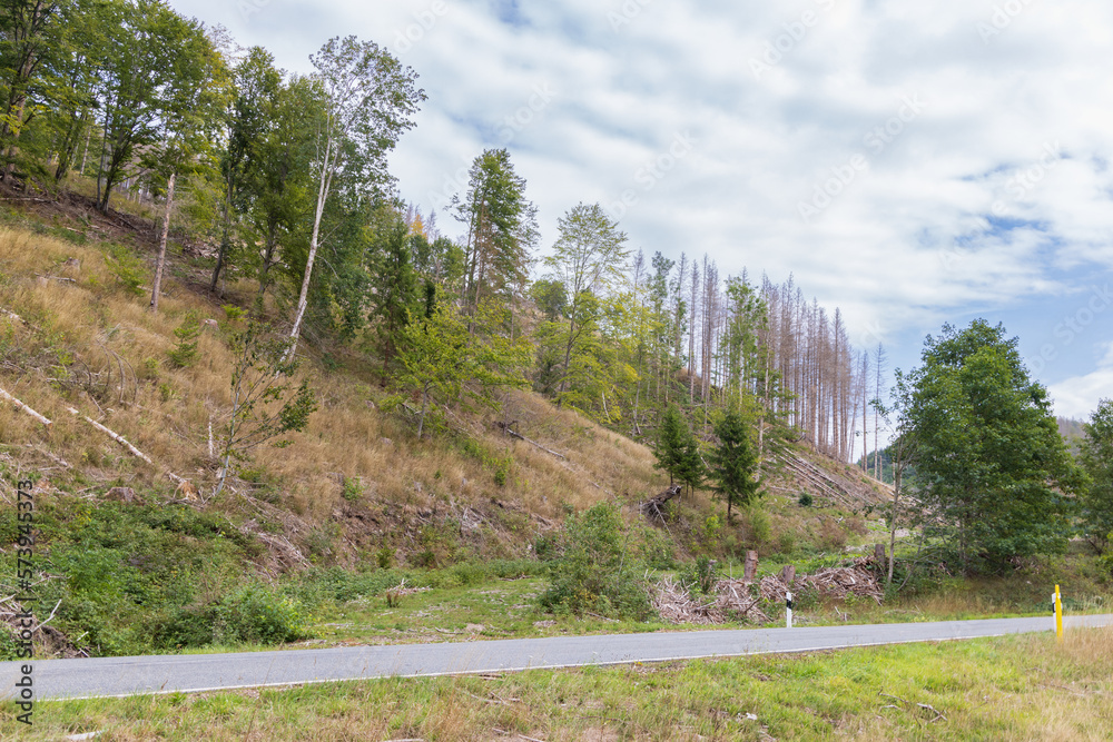 Dying spruce trees as result climate change and bark beetles in Brocken ...
