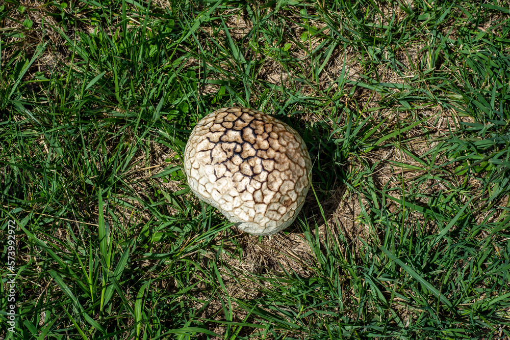 Calvatia cf. utriformis, kingdom Fungi, one of the largest mushrooms ...