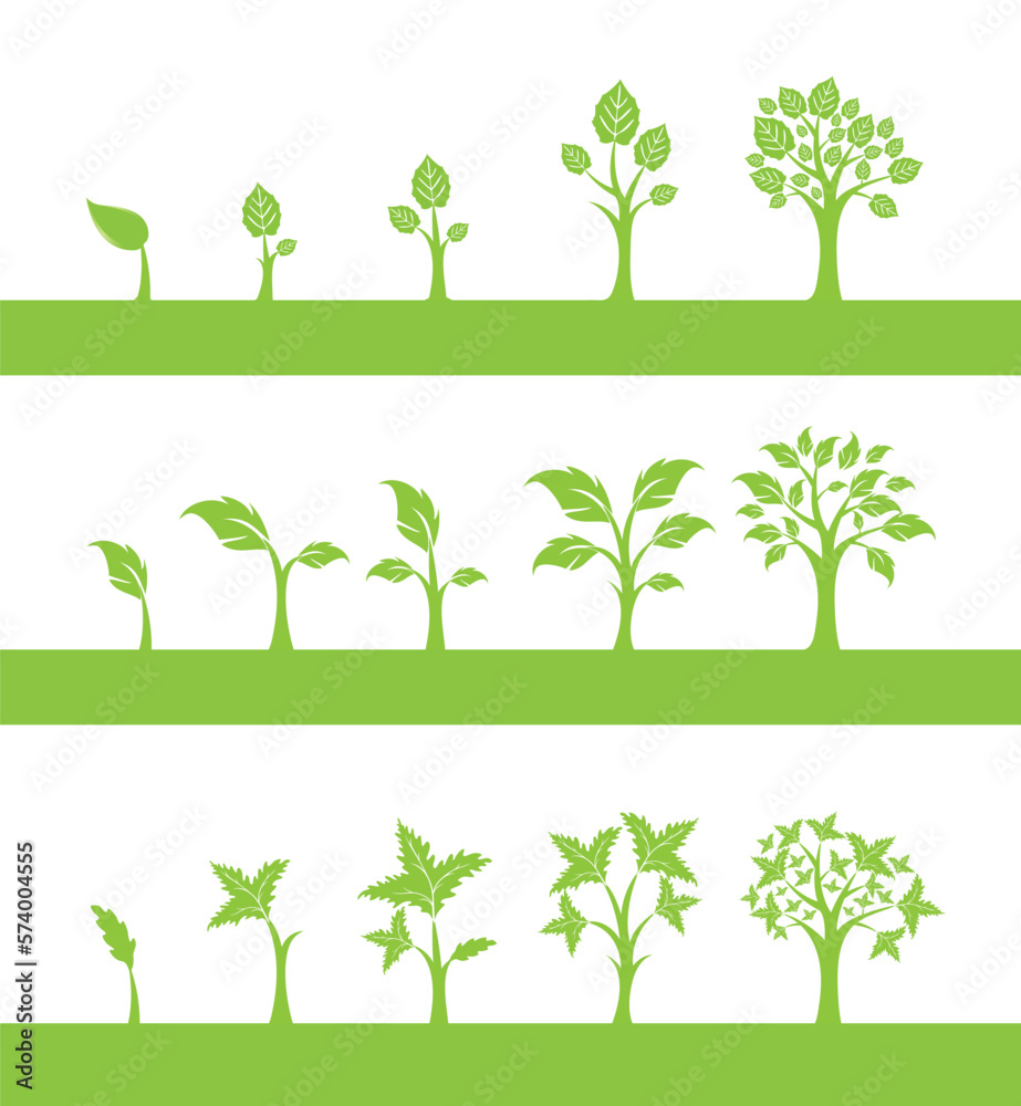 Tree Growing Process vectors. Plant growing from seed to orange tree ...