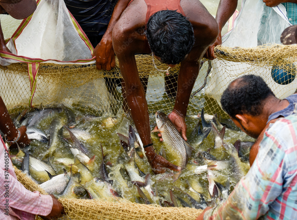 Fishermen selecting brooder fish from the net for breeding Stock Photo ...