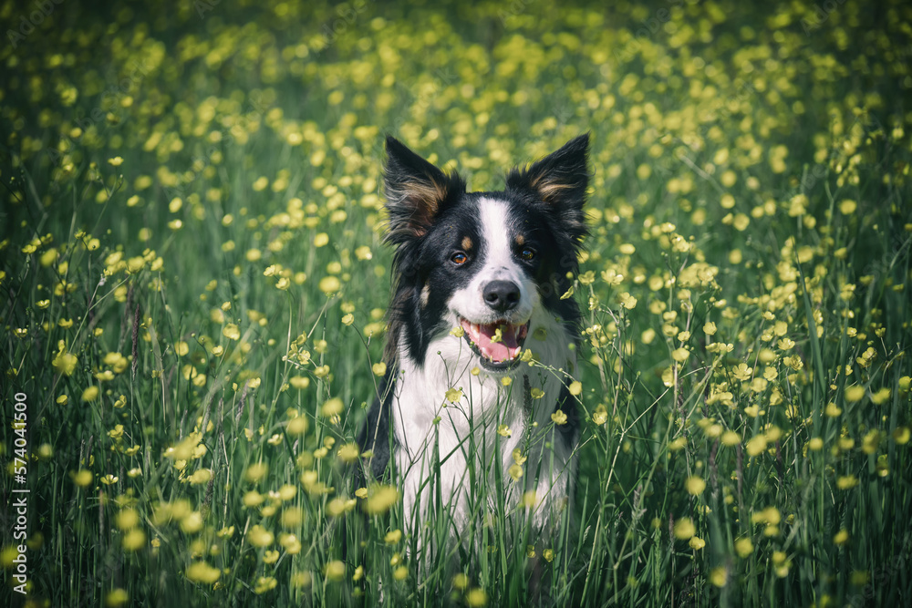 Border collie. Rasowy pies. Szkolenie psów. Inteligentne psy. Portrety ...