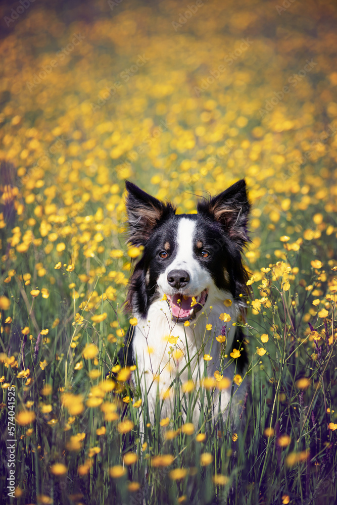 Border collie. Rasowy pies. Szkolenie psów. Inteligentne psy. Portrety ...