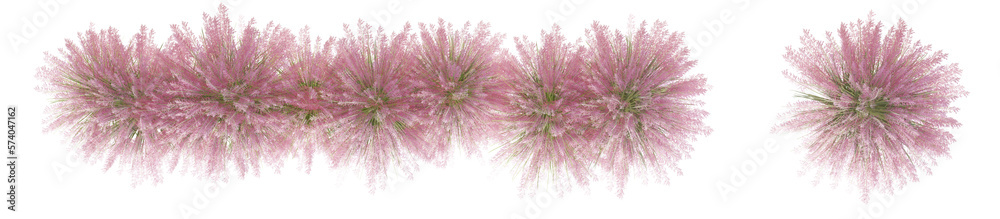 3d isolated grass plan on PNGs transparent background with 2D plan ...