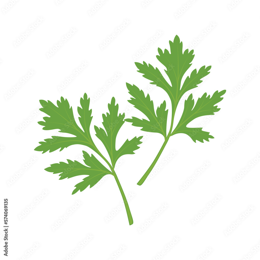 Cilantro Leaves vector flat graphic illustration, fully adjustable and ...