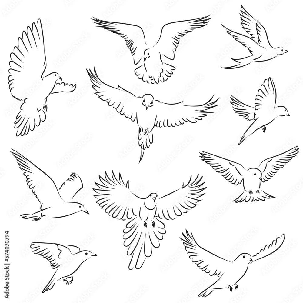 10 Fliegende Vögel Lineart Vektor Zeichnungen | Flying Birds Vector ...
