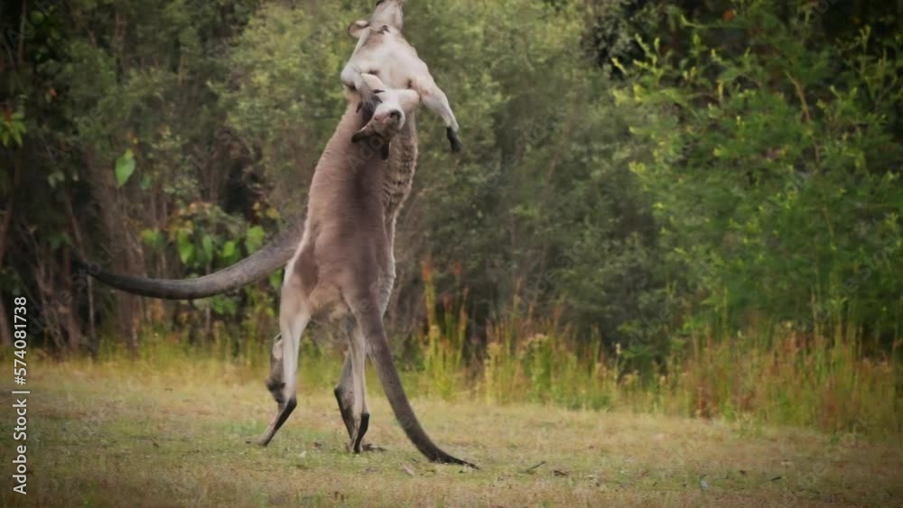 Macropus giganteus - Two Eastern Grey Kangaroos fighting with each ...