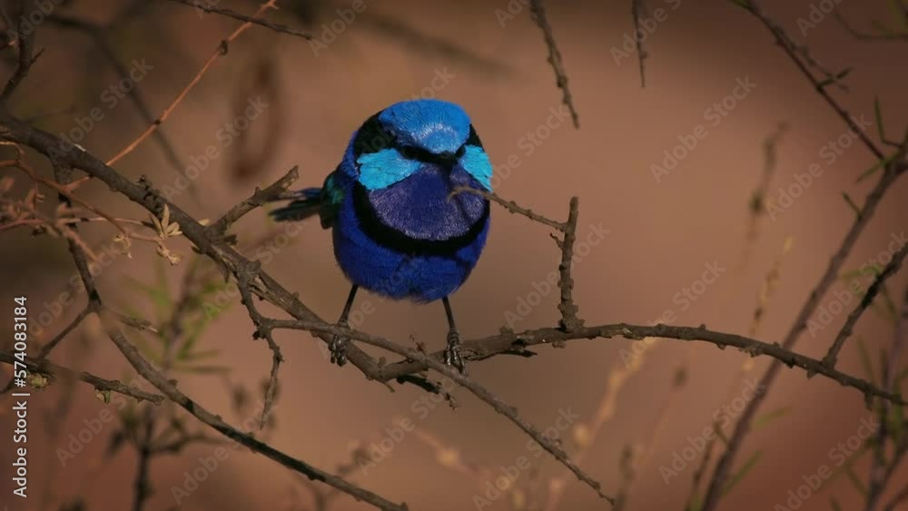 Splendid Fairywren - Malurus splendens passerine bird in Maluridae ...
