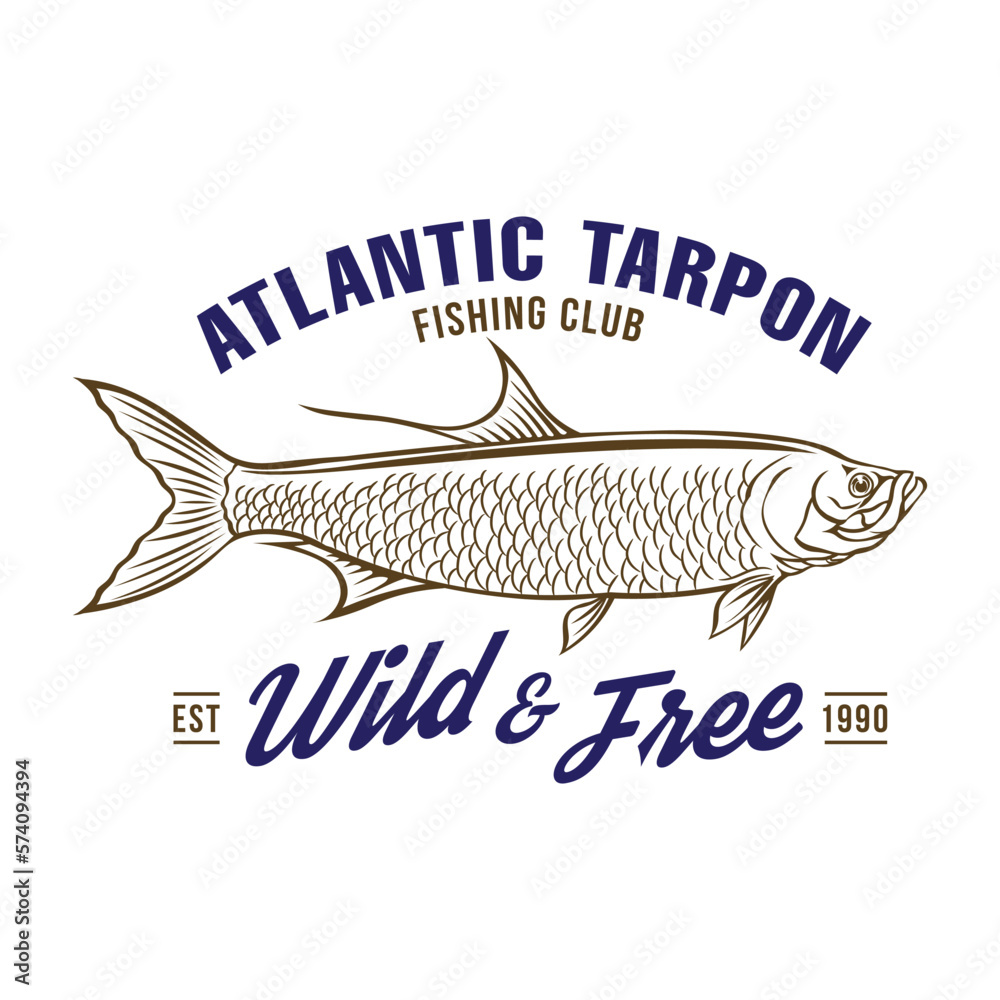 Atlantic Tarpon fish vector illustration in hand drawn style, perfect ...