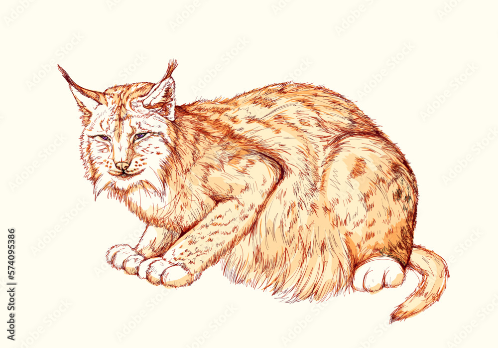 Illustration of cute wild lynx. Wildlife animals. Isolated drawing on ...