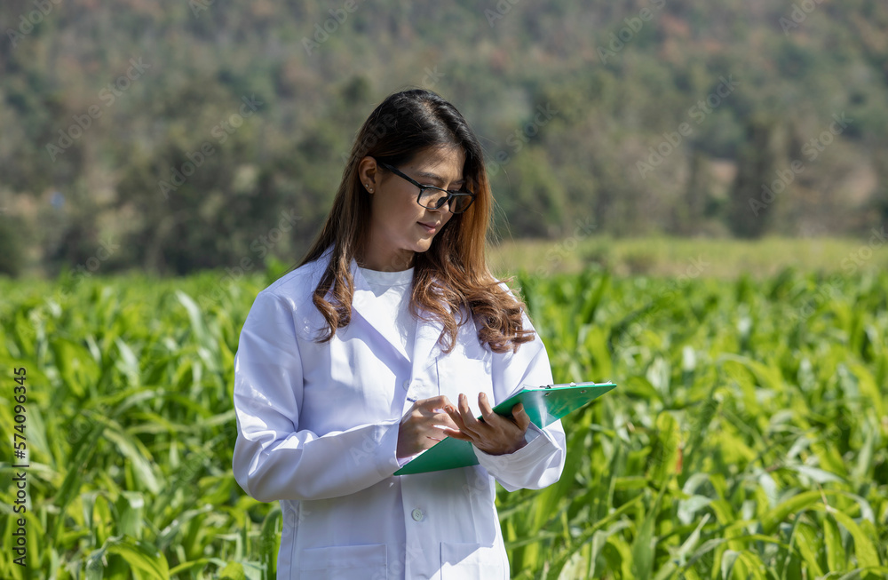Scientist Asian female corn researcher wearing white coat holding ...