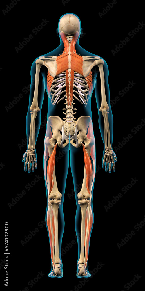 Full Body Anatomical Model of Male Spiral Network of Muscles Posterior ...