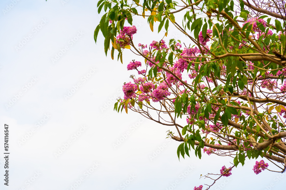 Pink trumpet trees ('Hoa ken hong') or Tabebuia rosea trees are ...