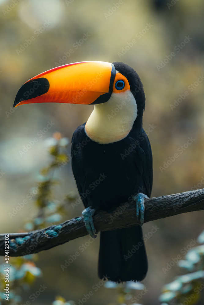 Tucano-toco isolated bird Ramphastos toco close up portrait in the wild ...