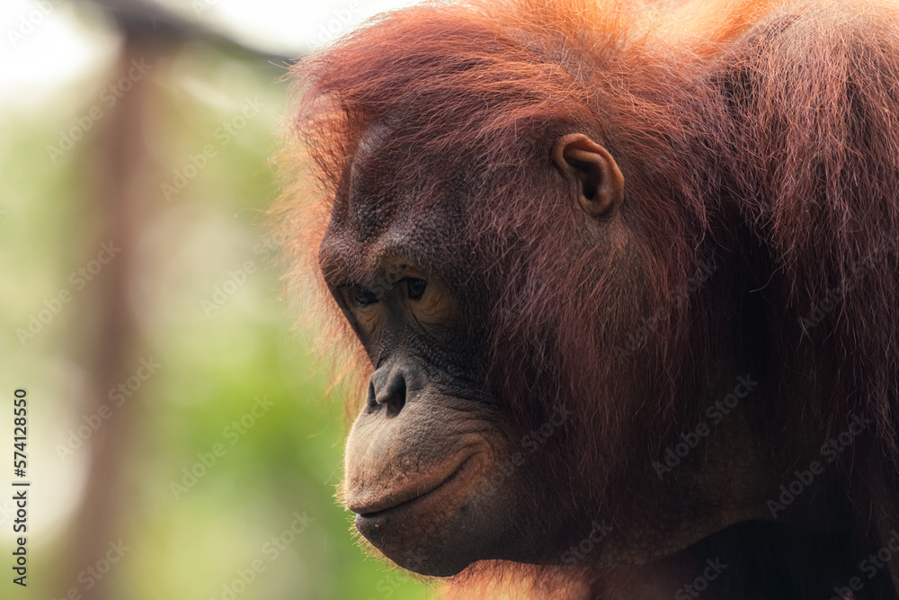 Orangutan sitting alone on the trunk of a giant tree. This highly ...