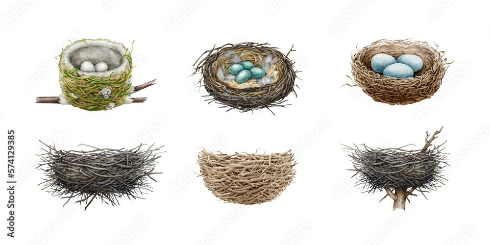 Birds nest hand drawn illustration big set. Watercolor realistic ...