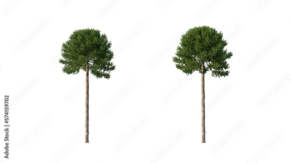 Growing trees isolated with alpha.3D animation growth grow from small ...