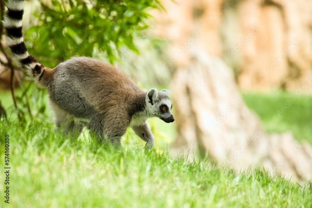 Full body shot of a lemur taken from the side in a meadow, with a rock ...