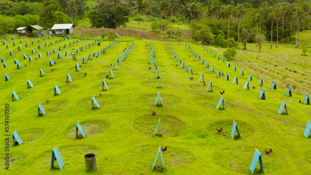Fighting roosters in their houses in the farm, Philippines, top view ...