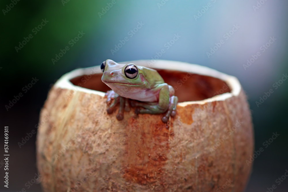 Dynpy frog, green tree frog in the coconut shell Stock Photo | Adobe Stock