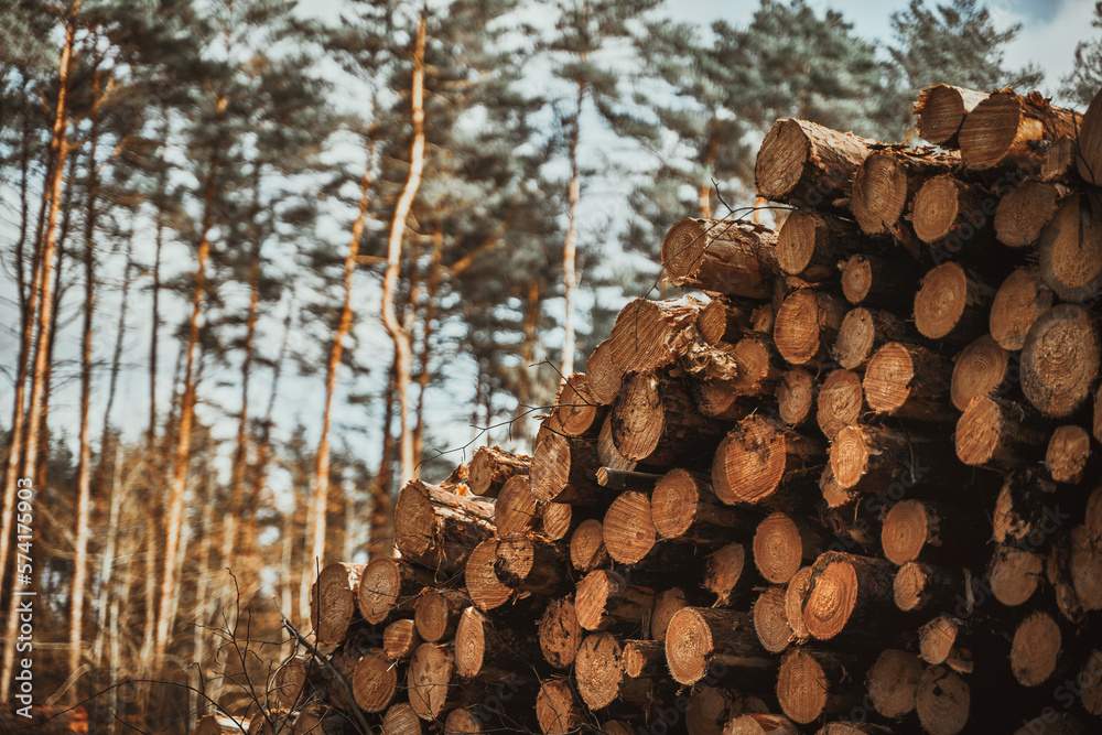 Environmental and ecological issues. Pine forest destruction. Destruction of forests and felling ...