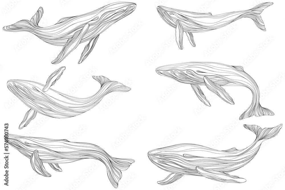 Abstract whales floating underwater. Illustration isolated animal on ...