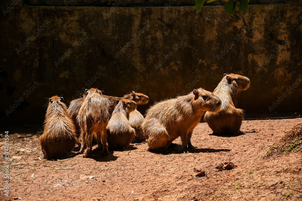 capybaras basking during the day with their herd. Capybara or large ...