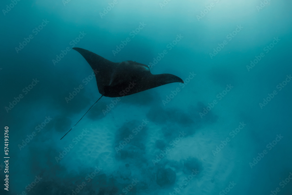 Manta ray swimming freely in ocean. Giant manta ray floating underwater ...