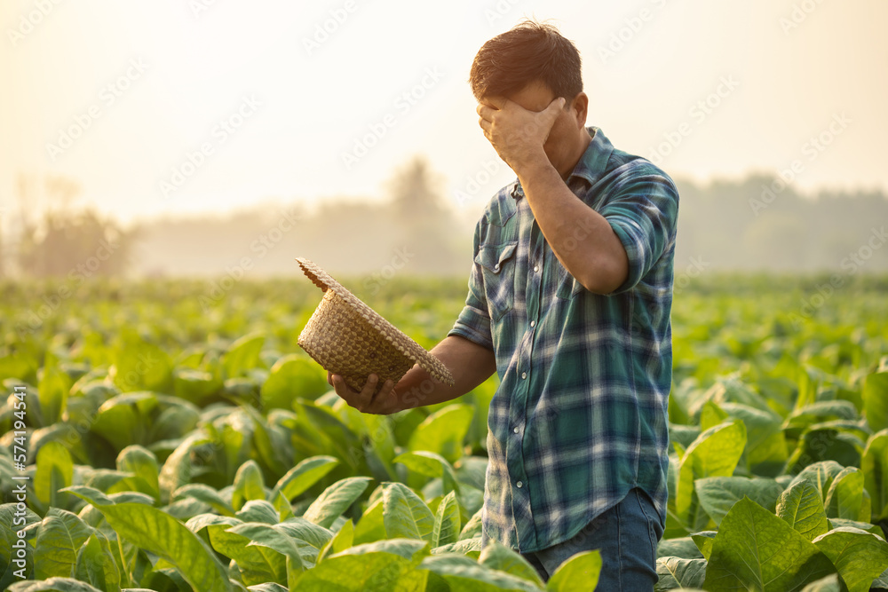 Illness, Fail, unsuccessful or very tired farmer concept. Asian farmer ...