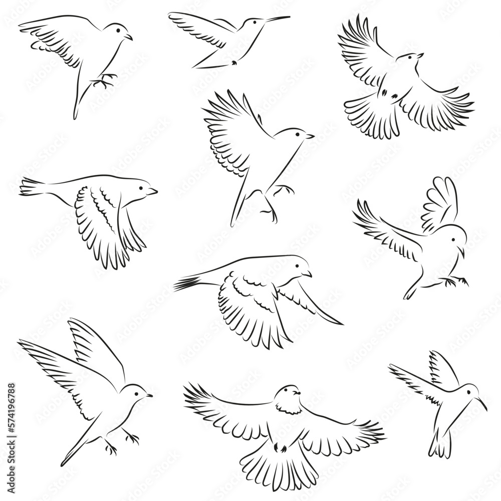 10 Fliegende Vögel Lineart Vektor Zeichnungen | Flying Birds Vector ...