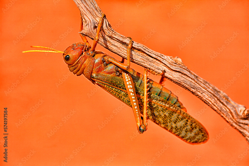 The locusts (Acrididae), popularly known as locusts, grasshoppers and ...