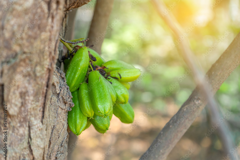 The green fruit of Bilimbi, Bilimbing, Cucumber tree, Tree sorrel ...