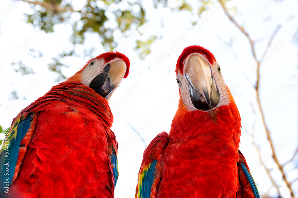 Two scarlet macaw (Ara macao) parrots, Xcaret Park, Playa del Carmen ...