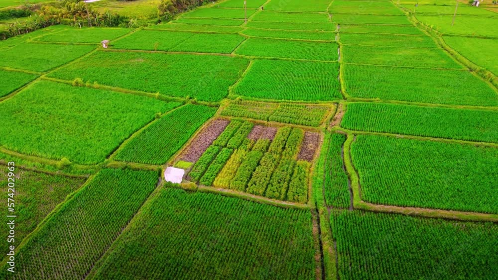 Rice field view of agriculture in rice fields for cultivation. Natural ...