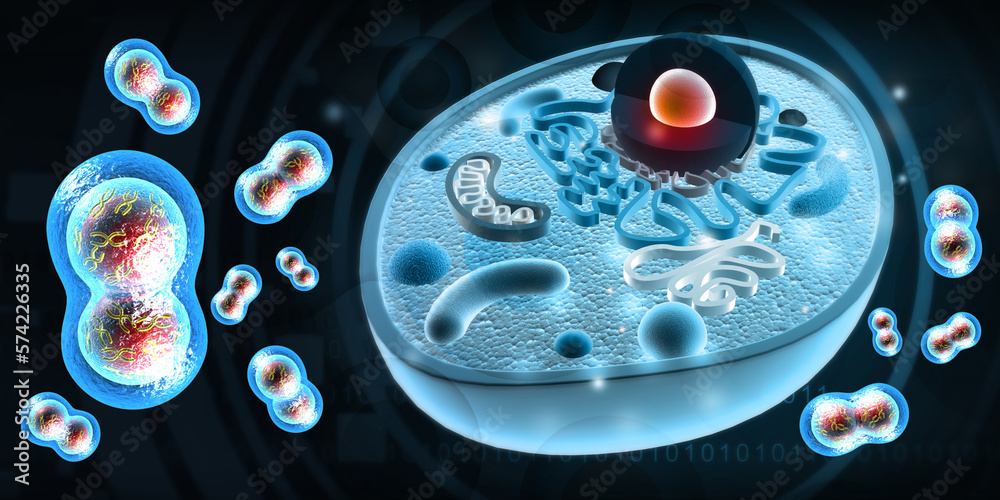 Cell anatomy. Scientific background. 3d illustration.. Stock ...